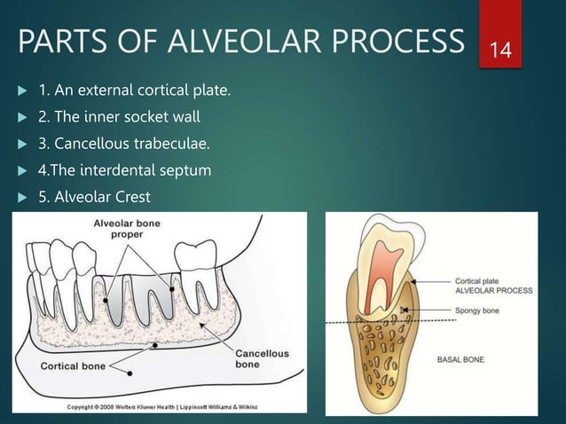 Alveolar bone.pptx