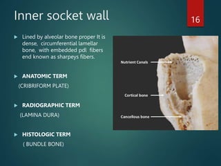 Alveolar bone.pptx