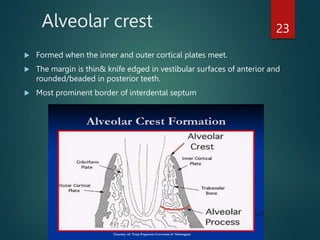 Alveolar bone.pptx
