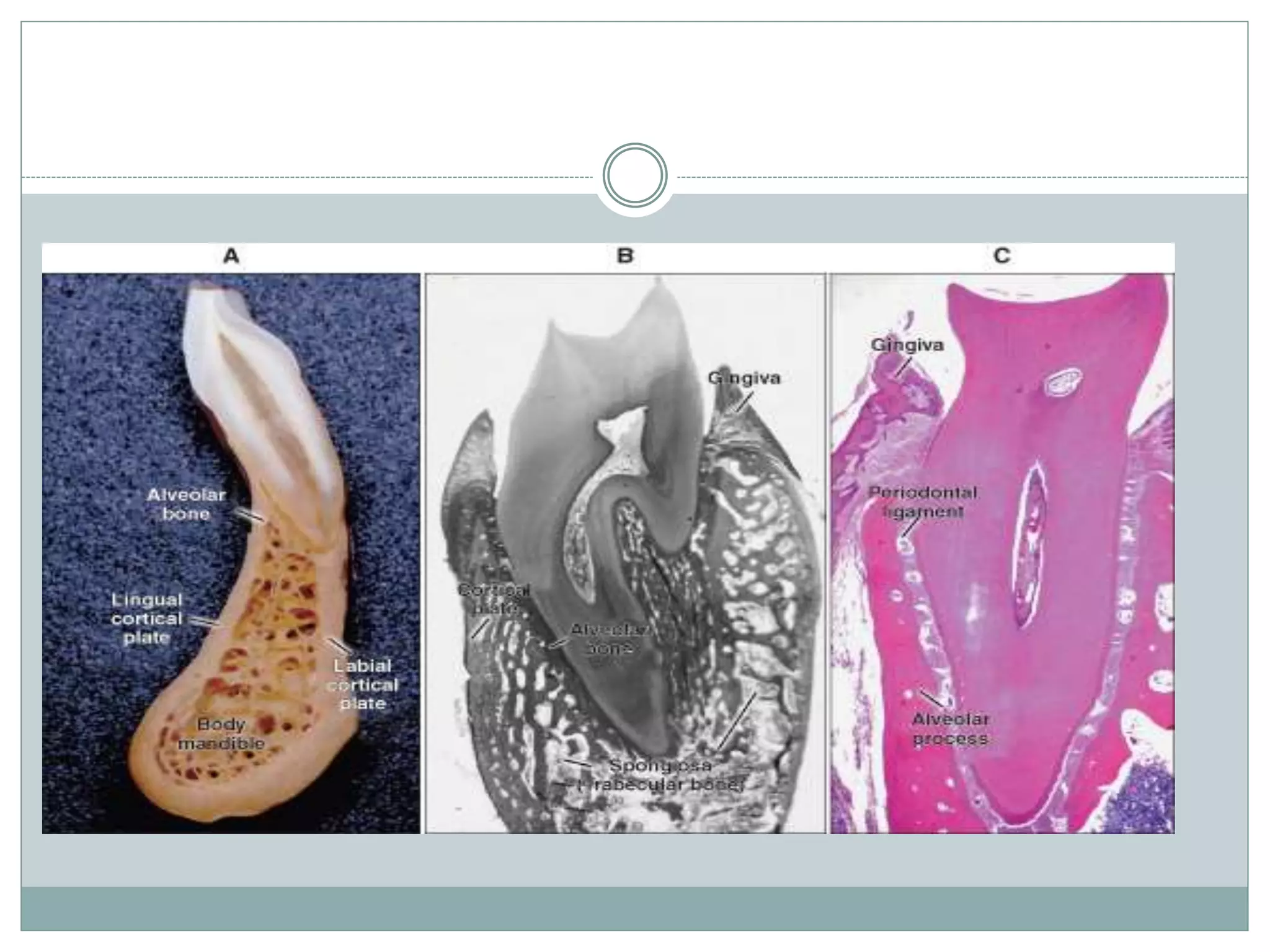 Alveolar bone.ppt