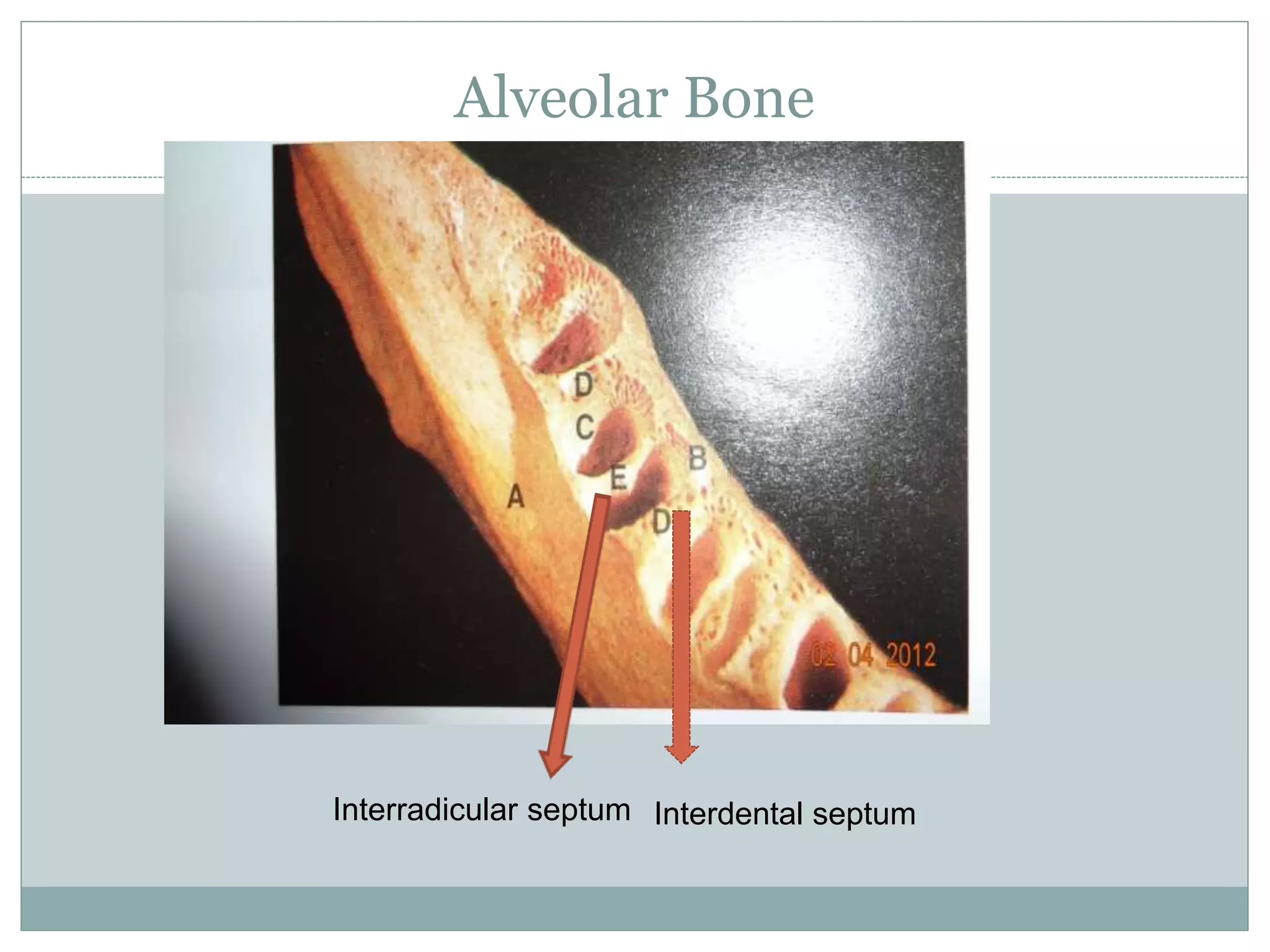 Alveolar bone.ppt