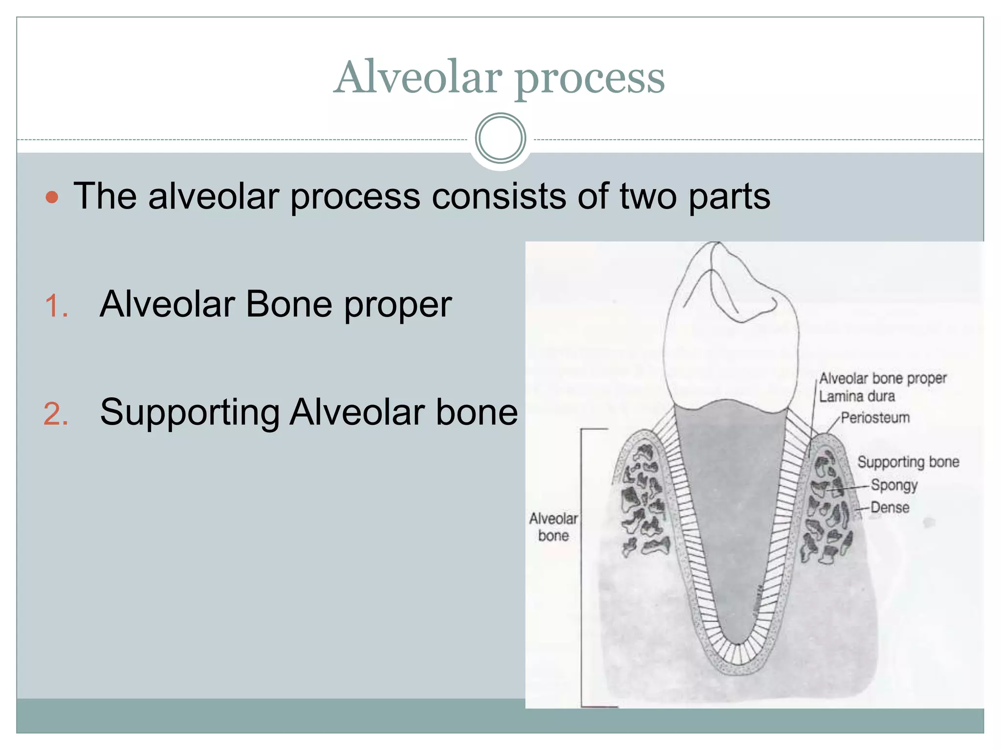 Alveolar bone.ppt