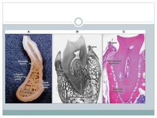 Alveolar bone.ppt