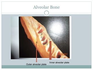 Alveolar bone.ppt