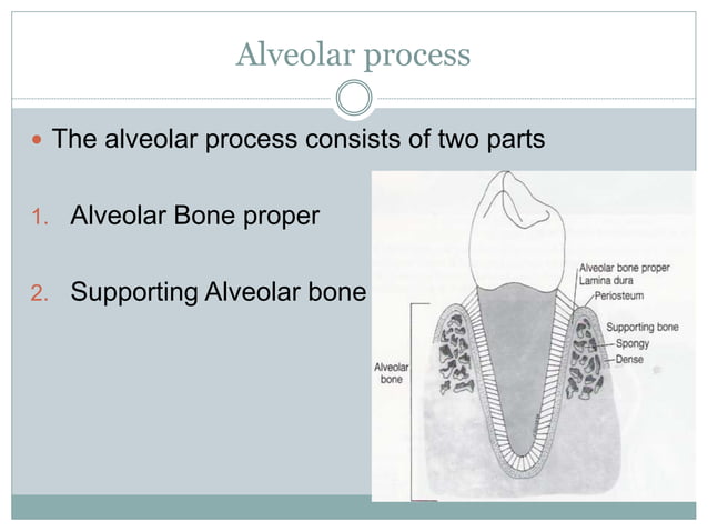 Alveolar bone.ppt