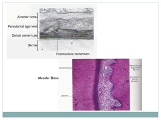 Alveolar bone.ppt