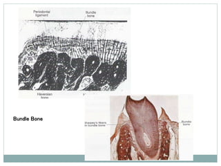 Alveolar bone.ppt