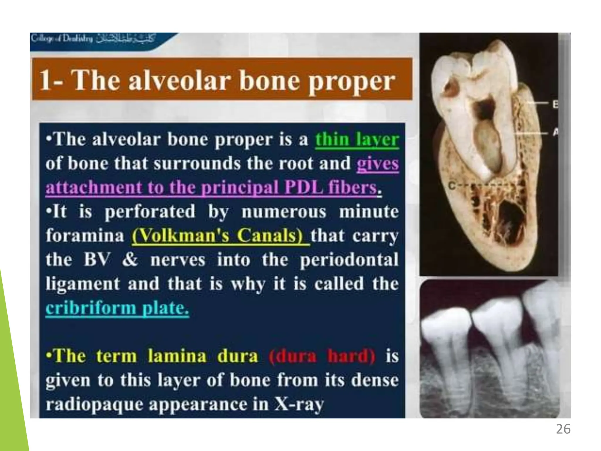 Alveolar bone of Human with its clinical considerations | PPTX | Bone and Joint Conditions ...