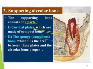 Alveolar bone of Human with its clinical considerations | PPTX