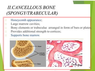 Alveolar bone of Human with its clinical considerations | PPTX