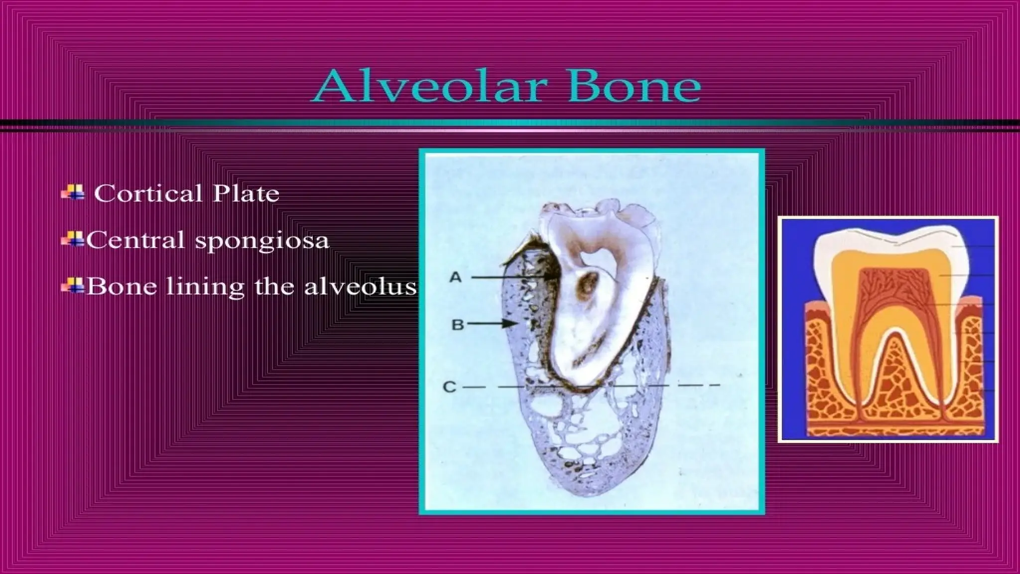 ALVEOLAR BONE.pptx. to all dental hygiene | PPT