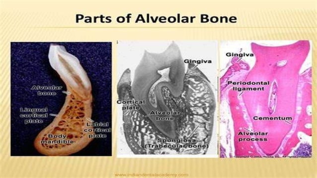 ALVEOLAR BONE.pptx. to all dental hygiene | PPT