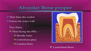 THE PERIODNTIUM :ALVEOLAR BONE. EVA..pptx