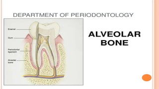 THE PERIODNTIUM :ALVEOLAR BONE. EVA..pptx