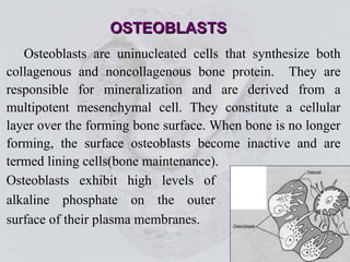Alveolar Bone basic terminologies and concept.ppt
