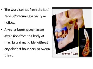 ALVEOLAR BONE.pptx dental anatomy ppts only | PPTX