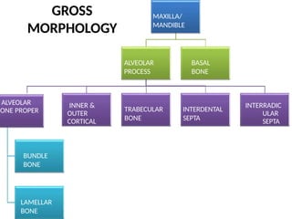 ALVEOLAR BONE.pptx dental anatomy ppts only | PPTX