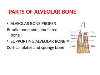 ALVEOLAR BONE.pptx dental anatomy ppts only | PPTX