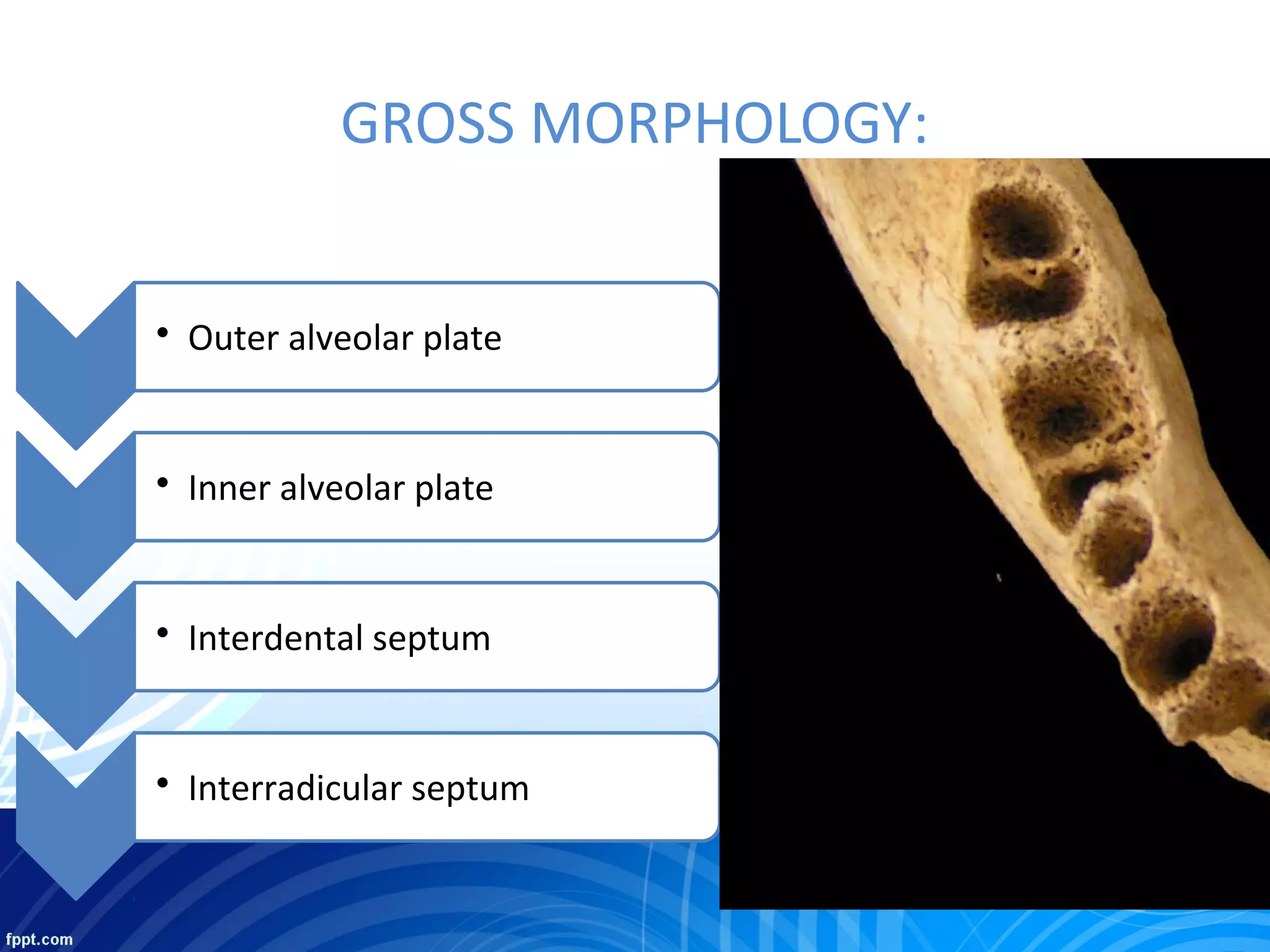 Alveolar bone in health | PPT