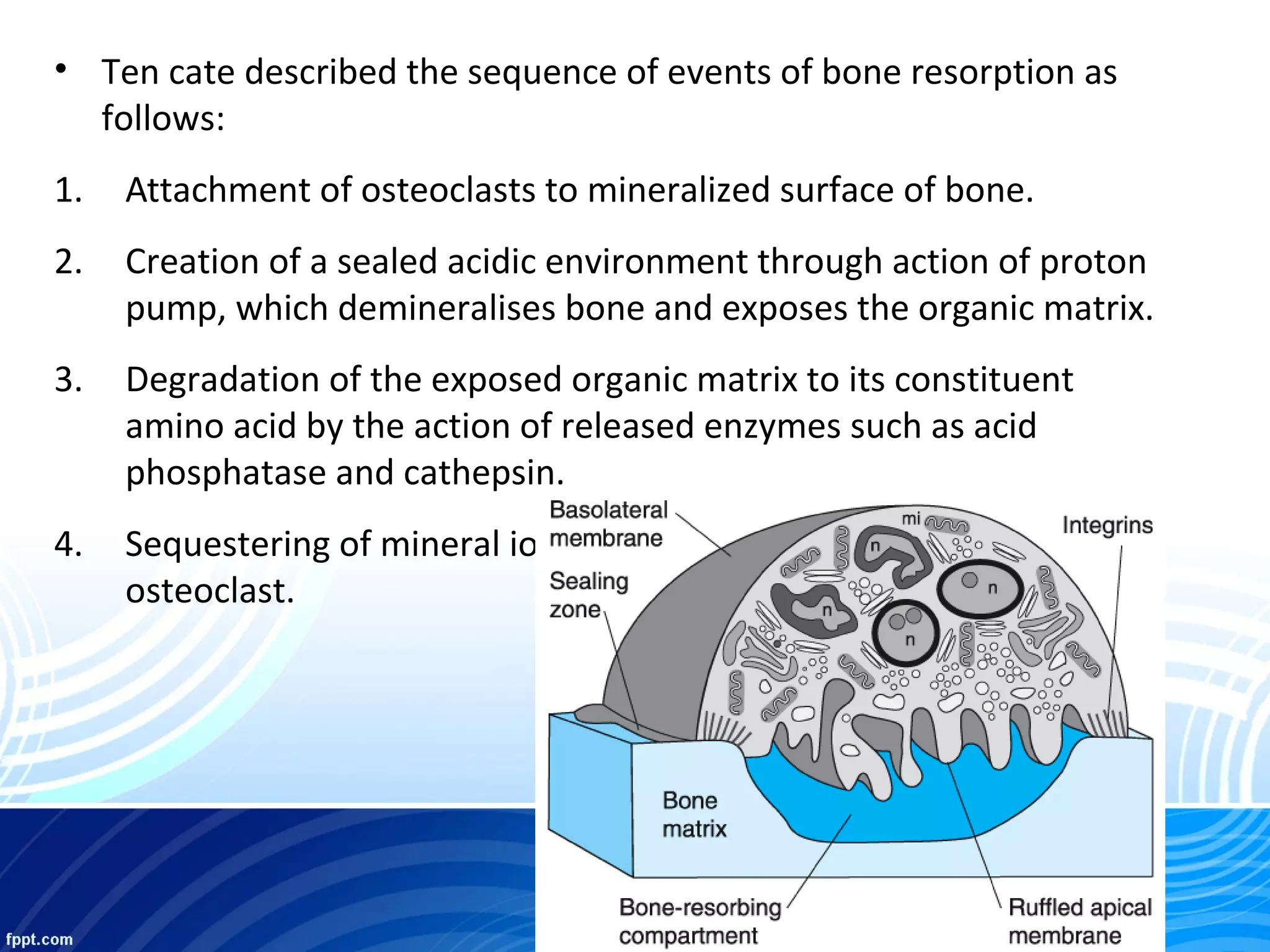 Alveolar bone in health | PPT