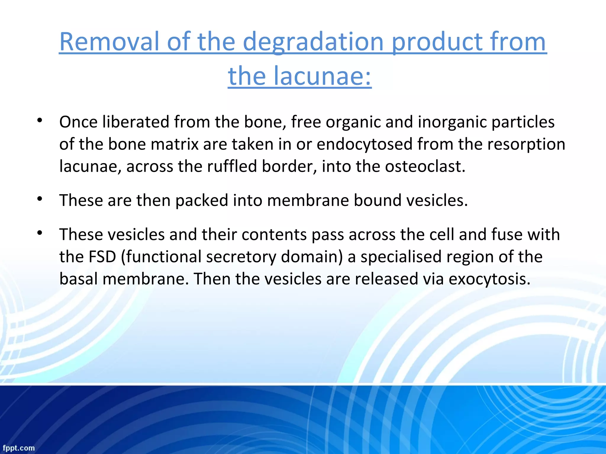 Alveolar bone in health | PPT