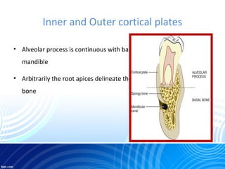 Cortical Plate Of Alveolar Bone