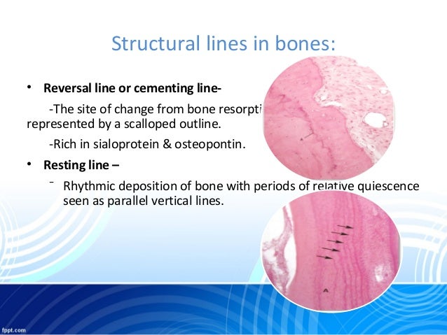 Alveolar bone in health
