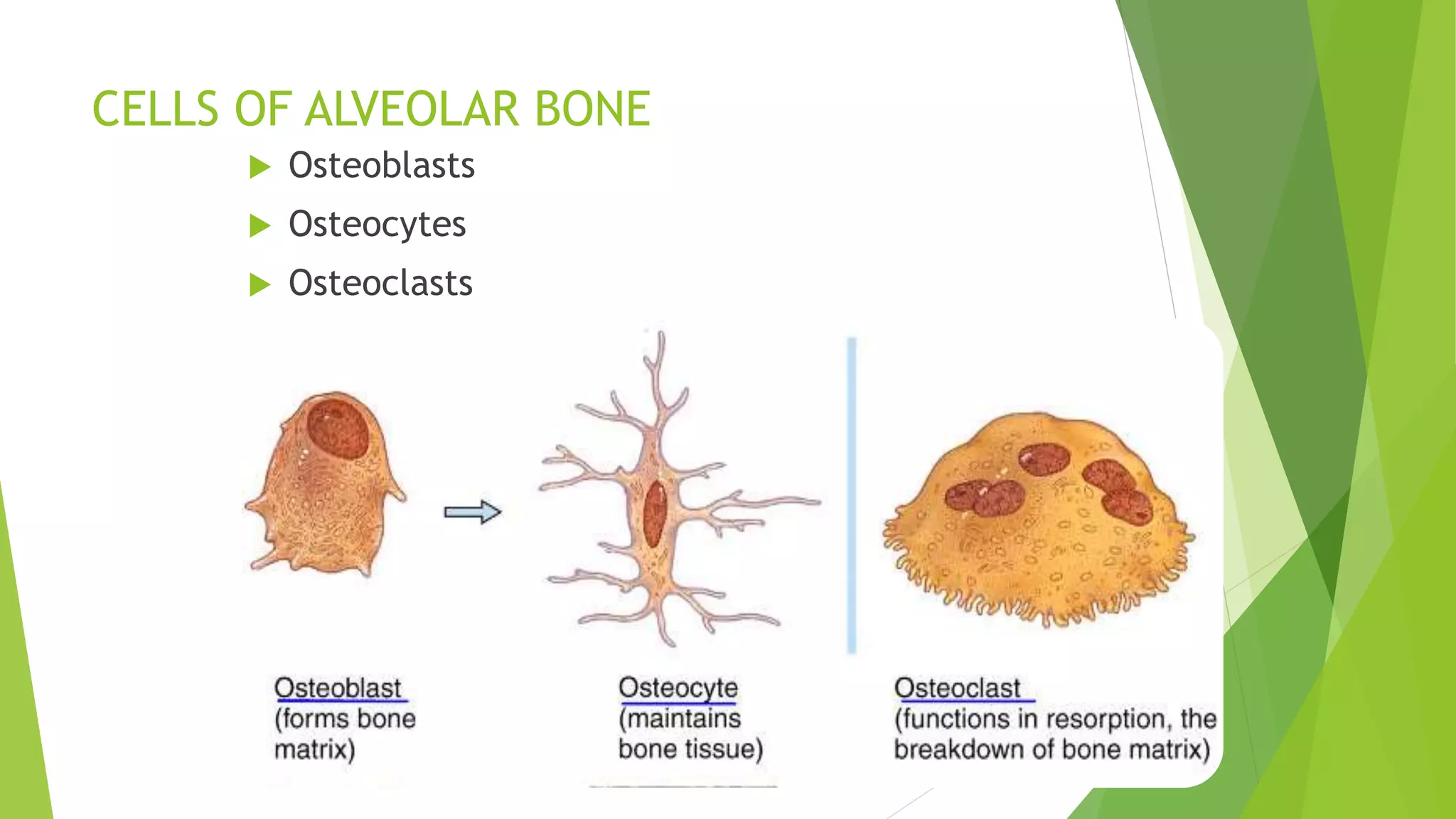 ALVEOLAR BONE-Dr.Mary Joseph.pptx