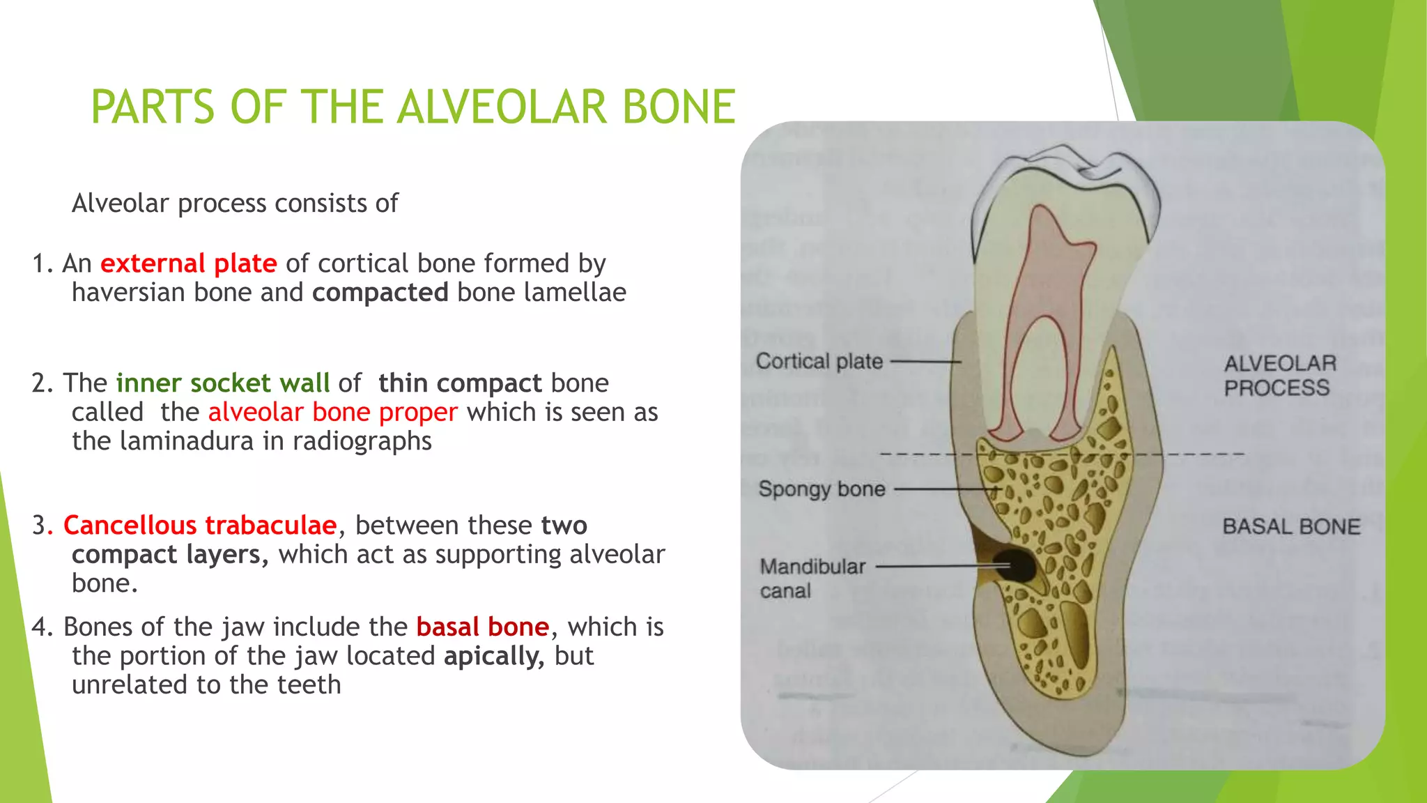 ALVEOLAR BONE-Dr.Mary Joseph.pptx | Bone and Joint Conditions | Diseases and Conditions