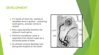 ALVEOLAR BONE-Dr.Mary Joseph.pptx