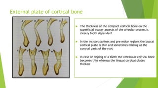 ALVEOLAR BONE-Dr.Mary Joseph.pptx