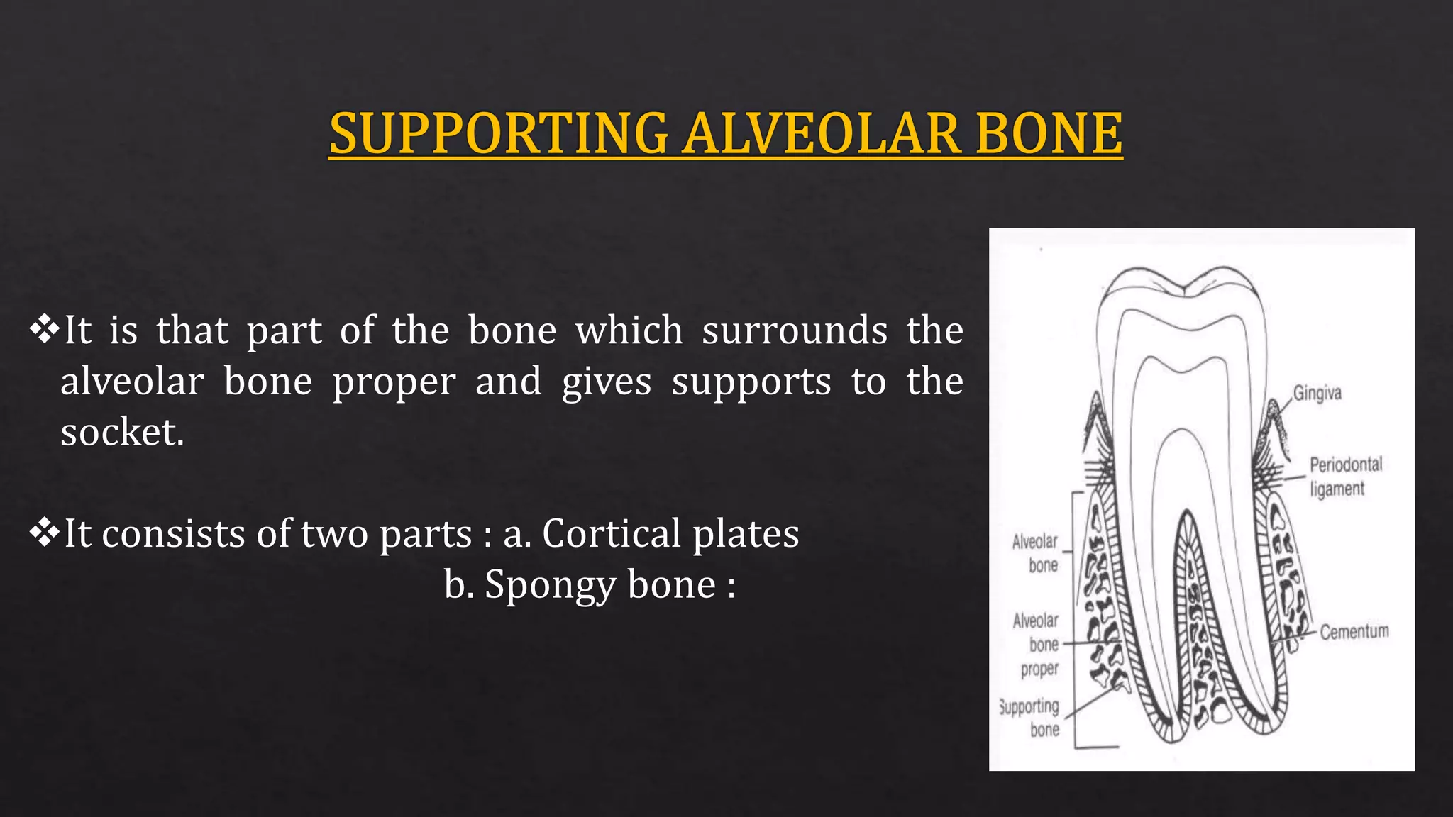 Alveolar bone | PPT