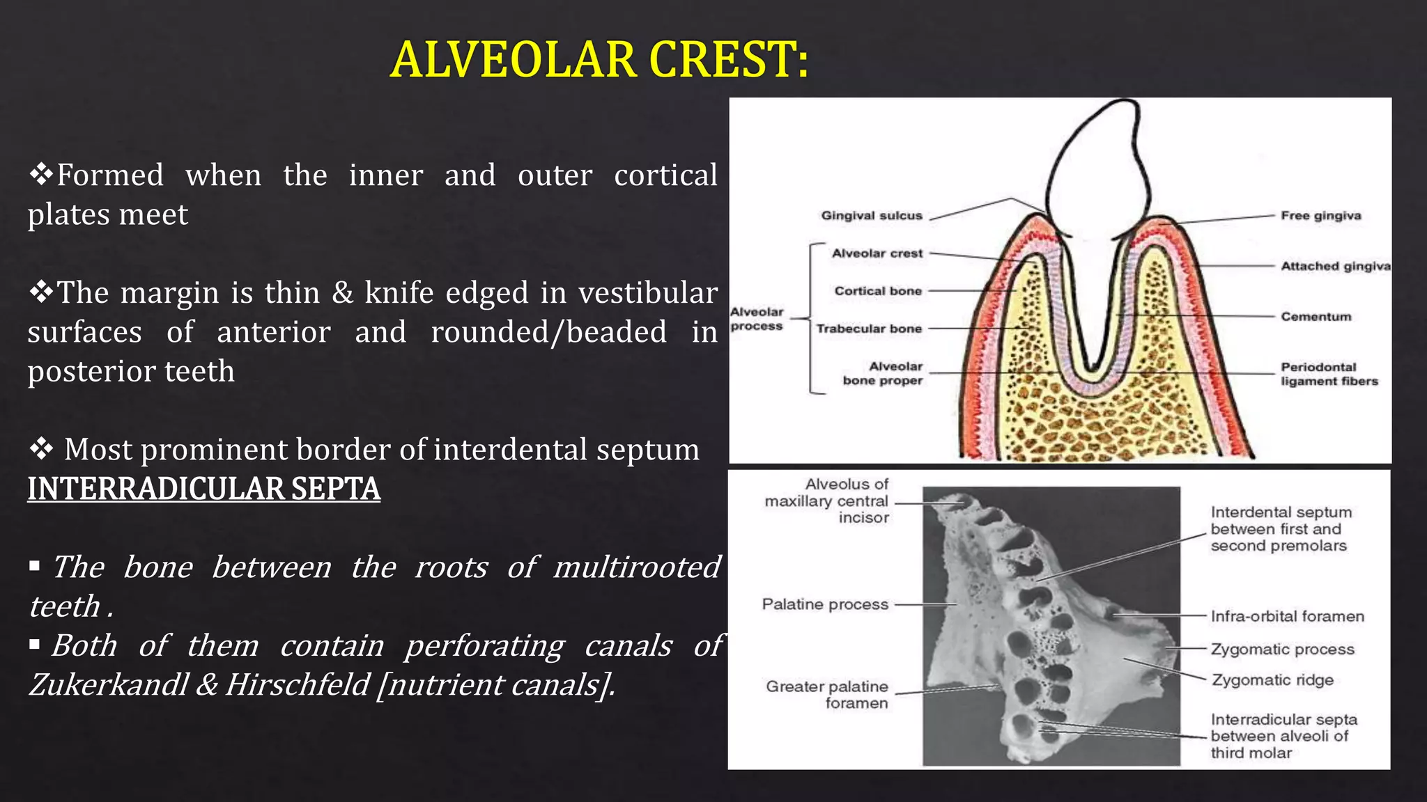 Alveolar bone | PPT