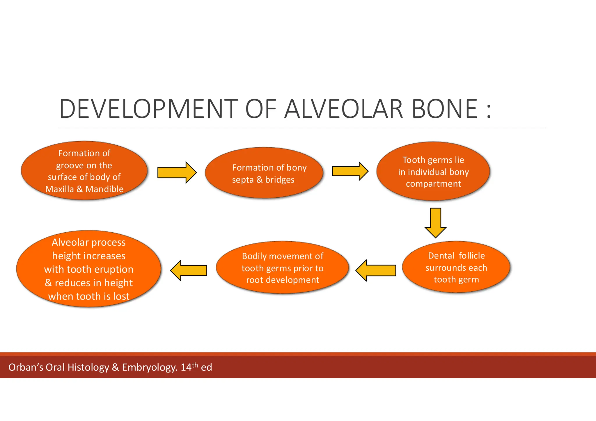 ALVEOLAR BONE (Part-1) : Definition, Classification, Development ...