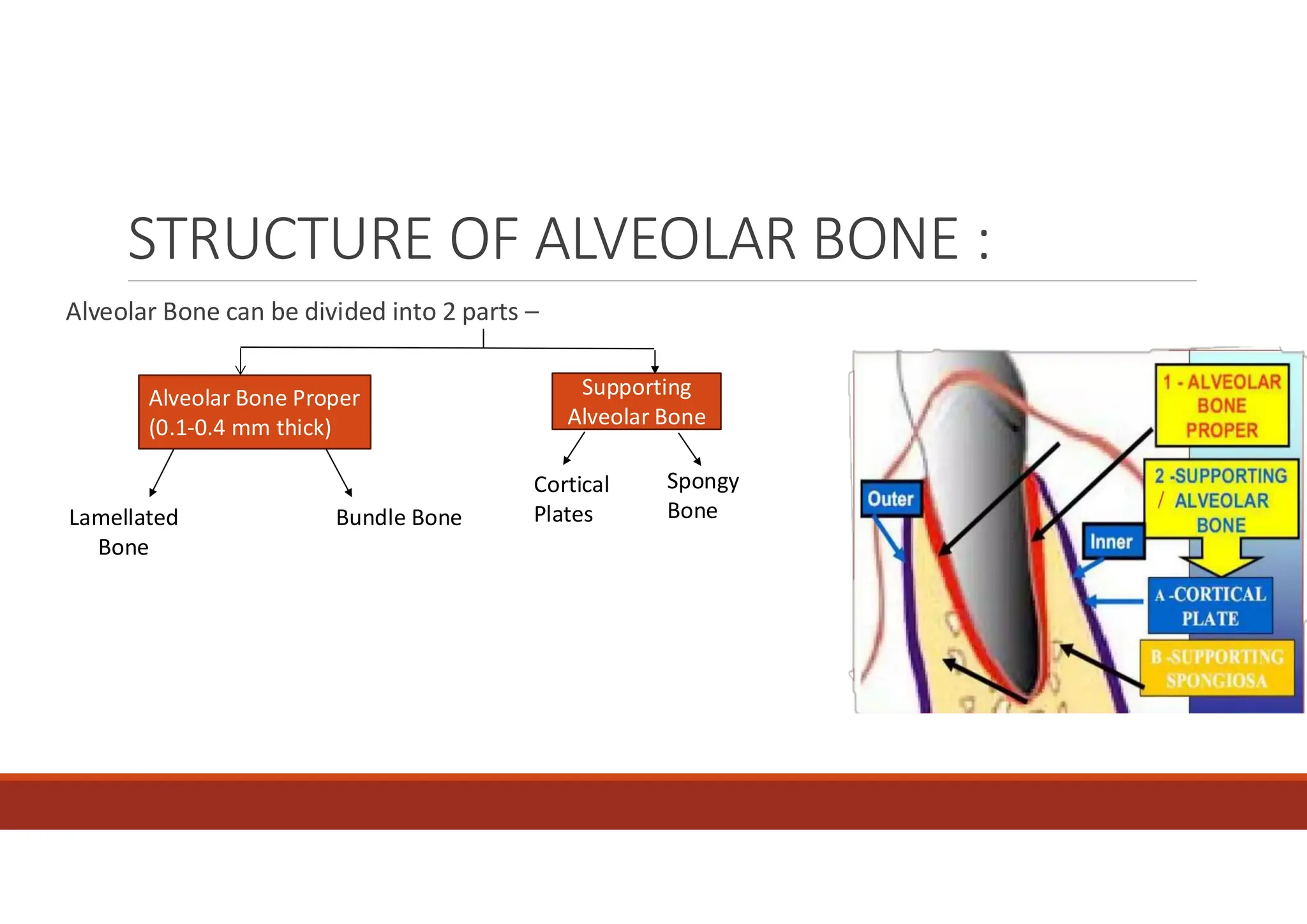 ALVEOLAR BONE (Part-1) : Definition, Classification, Development ...