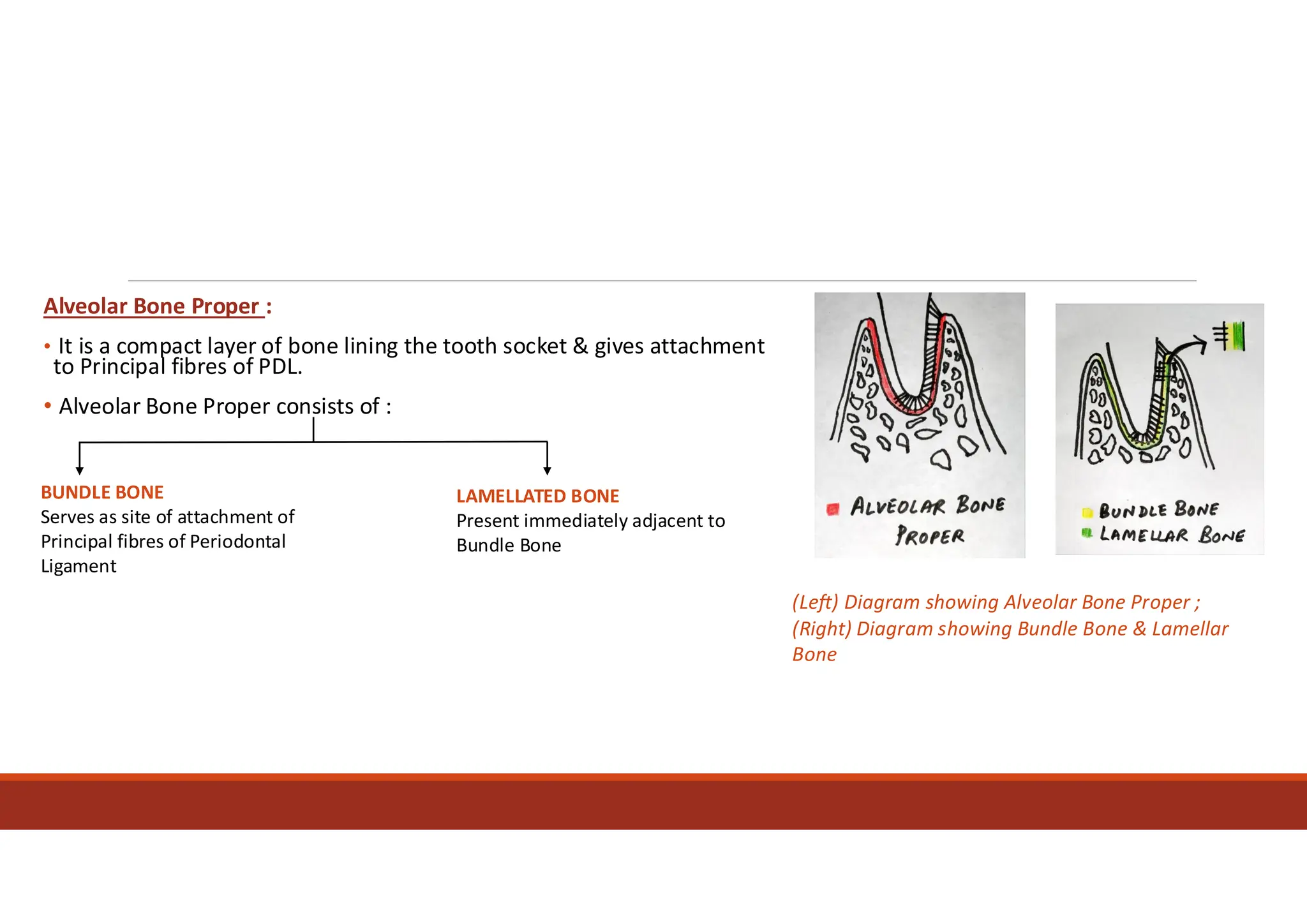 ALVEOLAR BONE (Part-1) : Definition, Classification, Development ...
