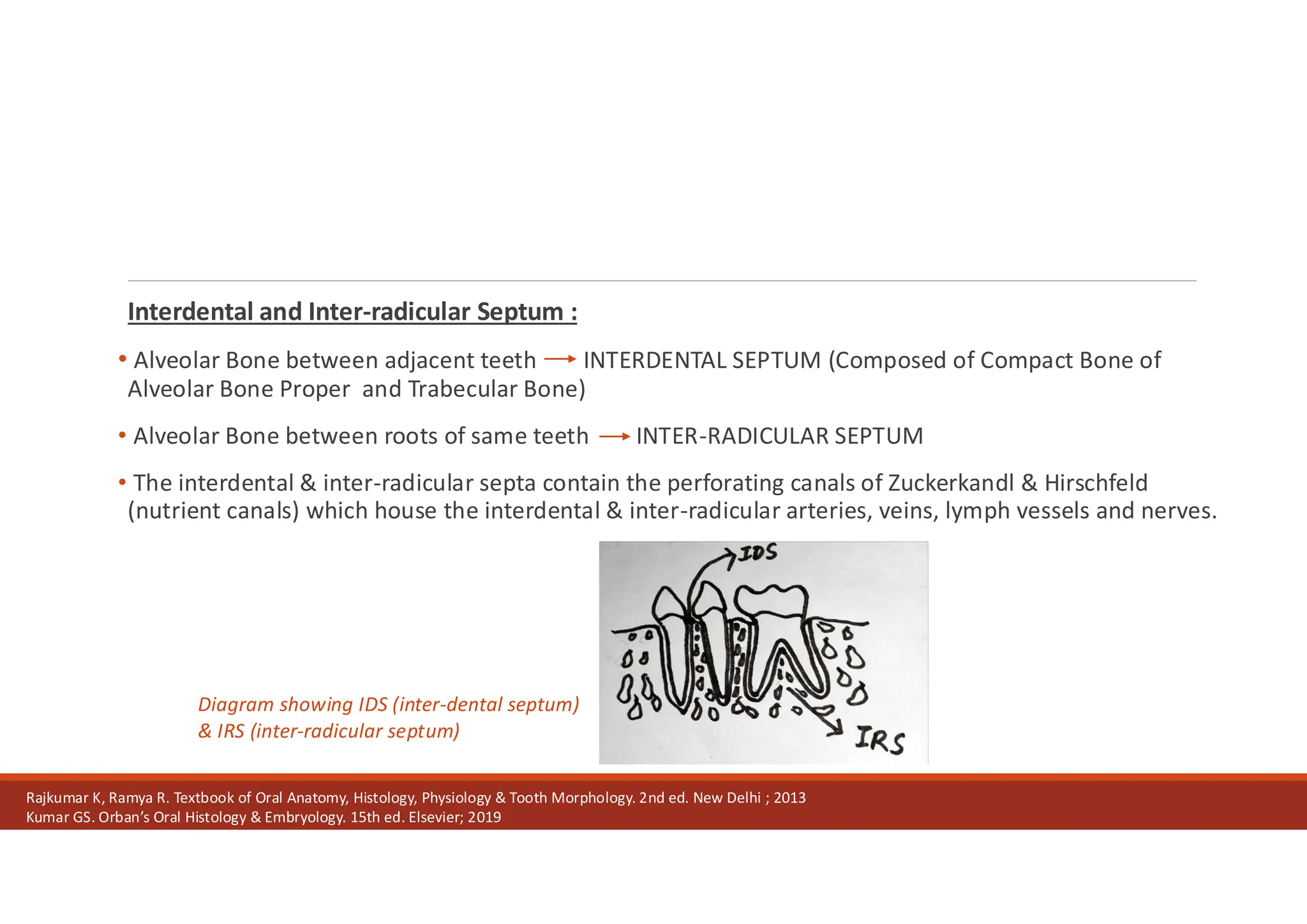 ALVEOLAR BONE (Part-1) : Definition, Classification, Development ...