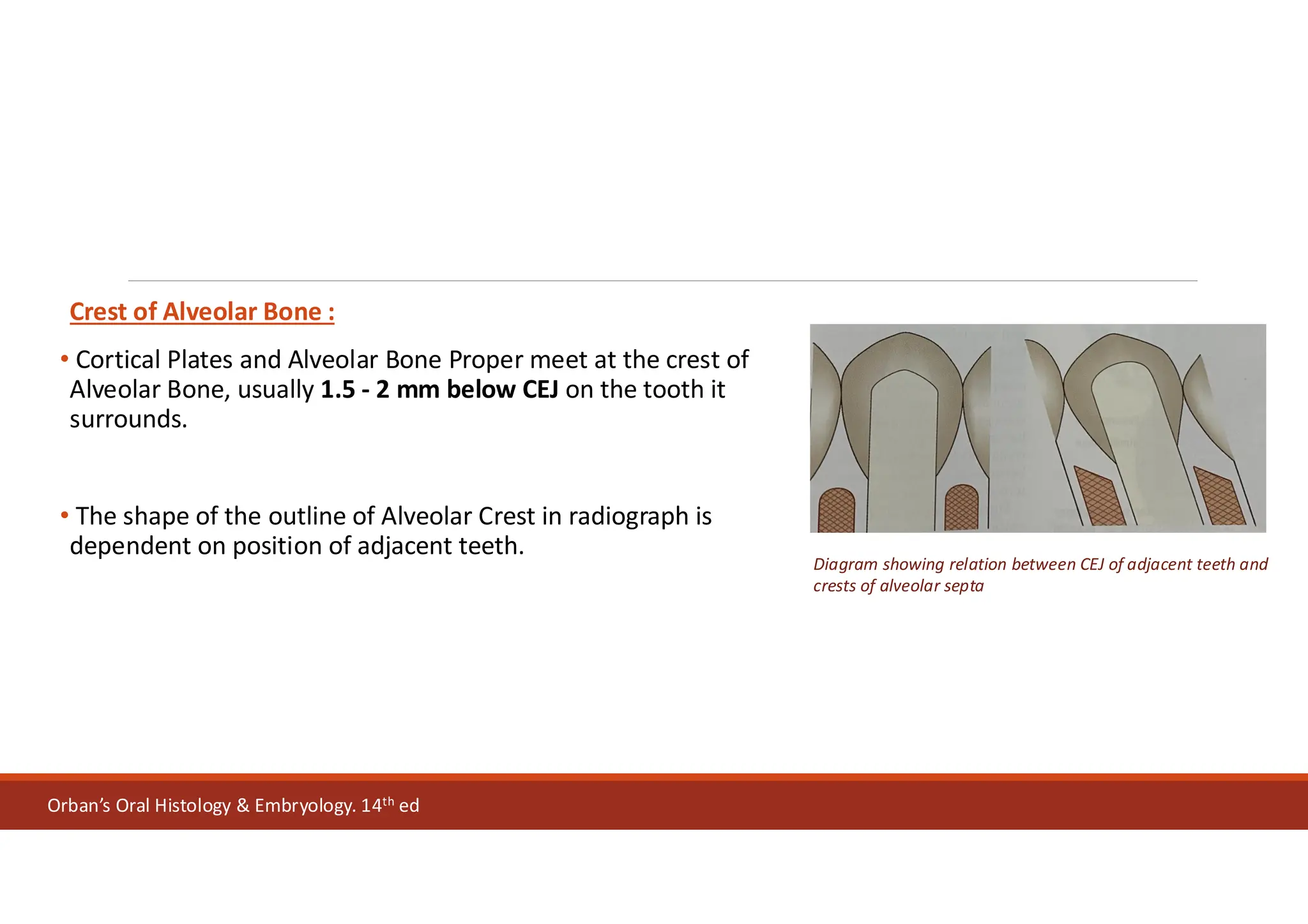 ALVEOLAR BONE (Part-1) : Definition, Classification, Development ...