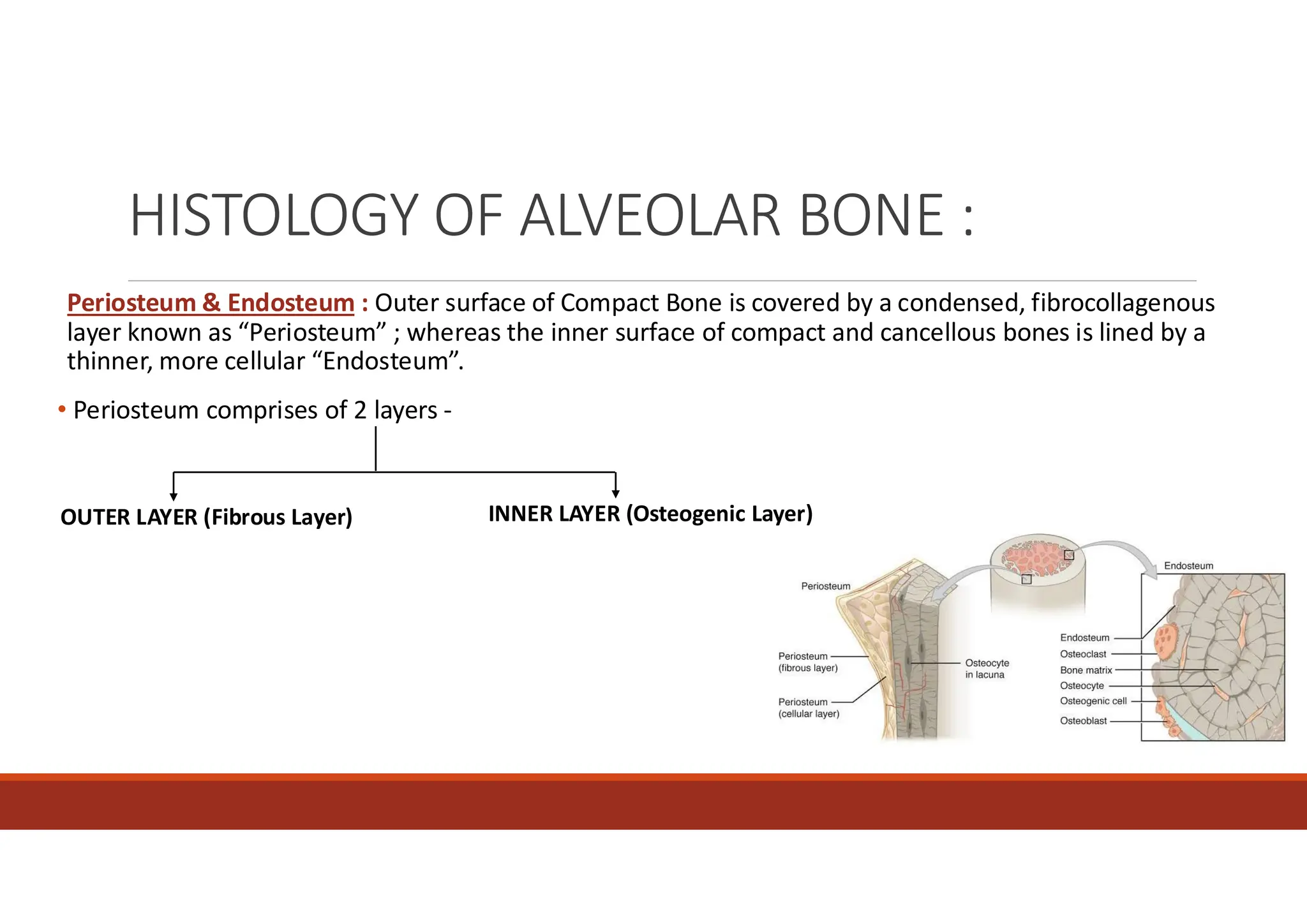 ALVEOLAR BONE (Part-1) : Definition, Classification, Development ...