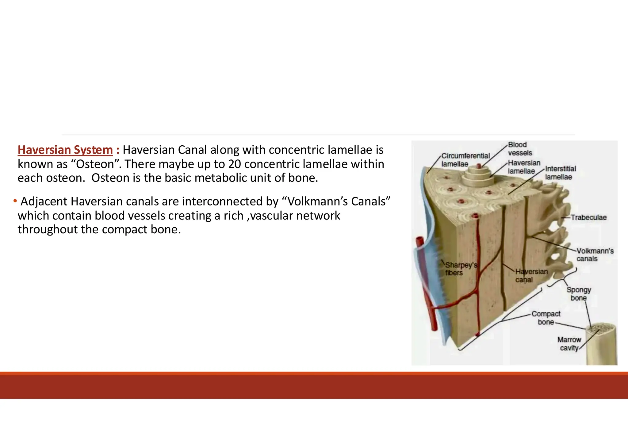ALVEOLAR BONE (Part-1) : Definition, Classification, Development ...