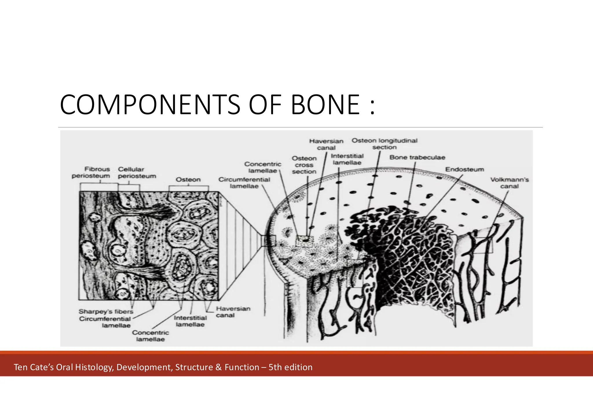 ALVEOLAR BONE (Part-1) : Definition, Classification, Development ...