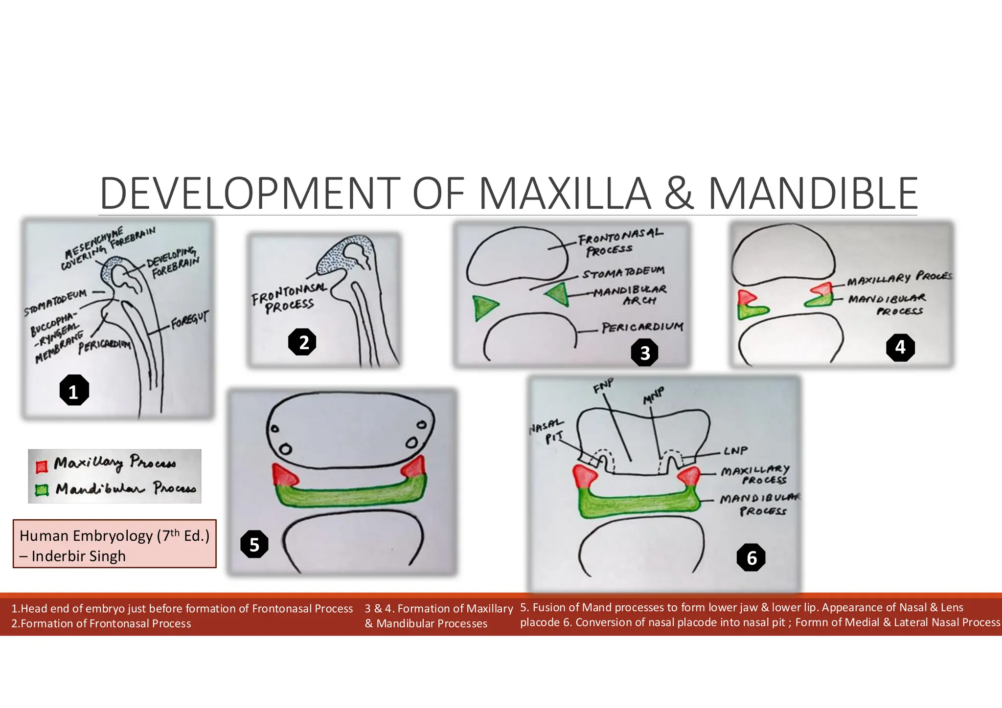 ALVEOLAR BONE (Part-1) : Definition, Classification, Development ...
