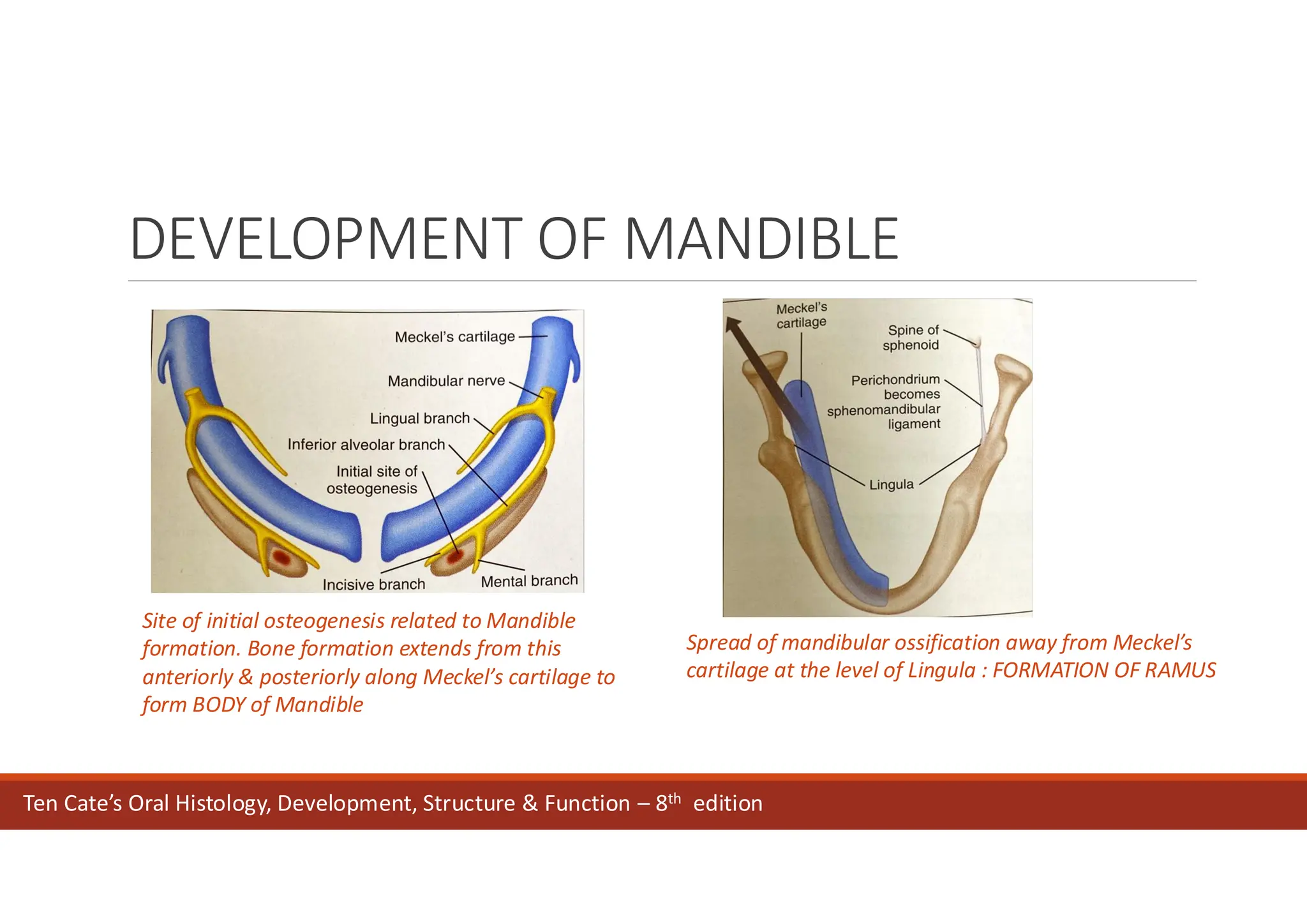 ALVEOLAR BONE (Part-1) : Definition, Classification, Development ...