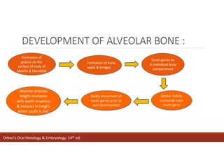 ALVEOLAR BONE (Part-1) : Definition, Classification, Development ...