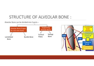 ALVEOLAR BONE (Part-1) : Definition, Classification, Development ...