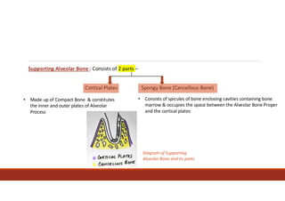 ALVEOLAR BONE (Part-1) : Definition, Classification, Development ...