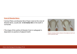 ALVEOLAR BONE (Part-1) : Definition, Classification, Development ...