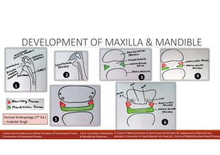ALVEOLAR BONE (Part-1) : Definition, Classification, Development ...
