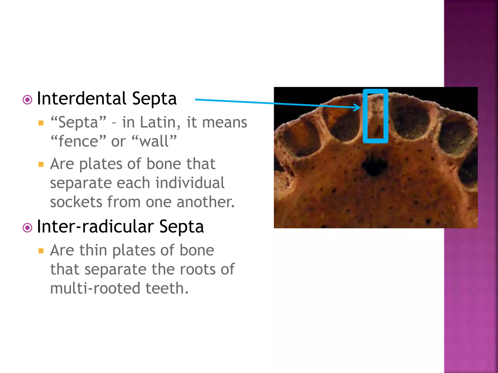 Alveolar bone perio. | PPTX