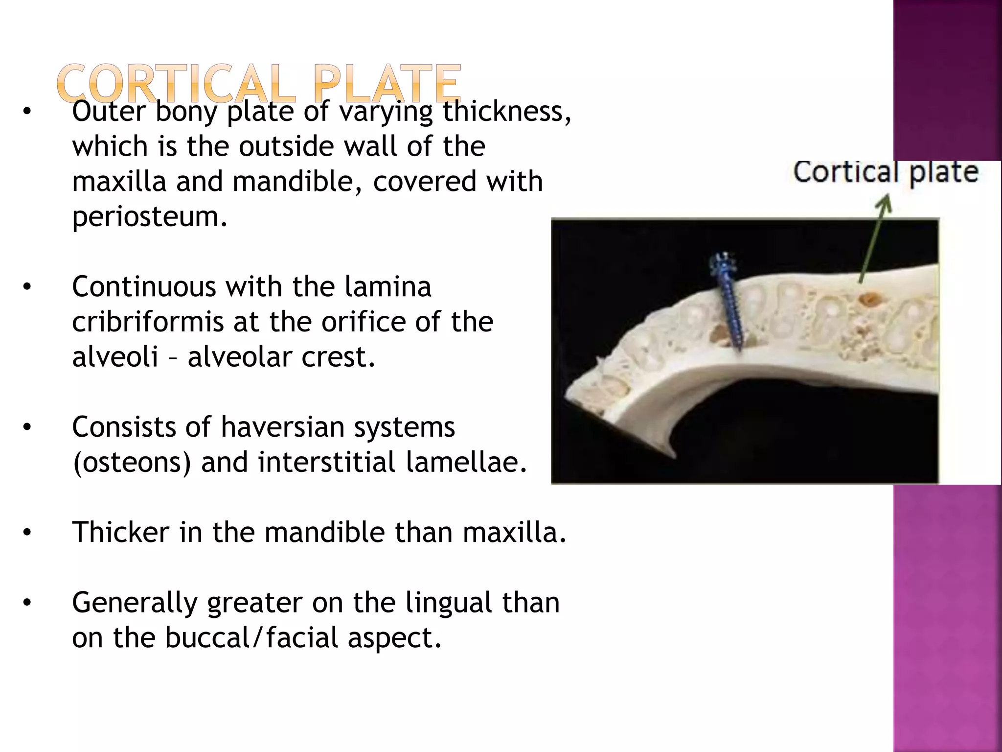 Alveolar bone perio. | PPTX